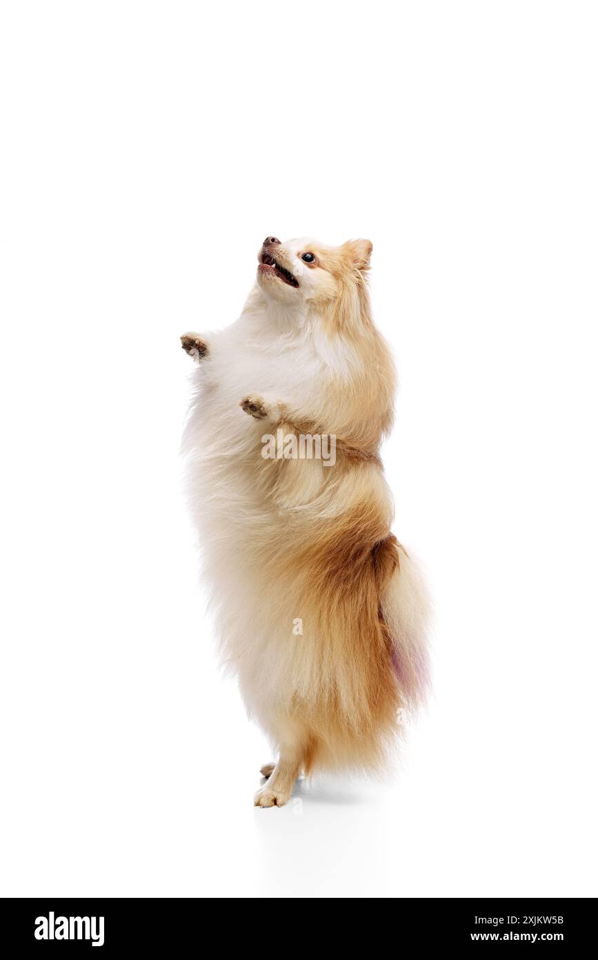 Funny playful, purebred Pomeranian Spitz posing, stands on hind legs ...