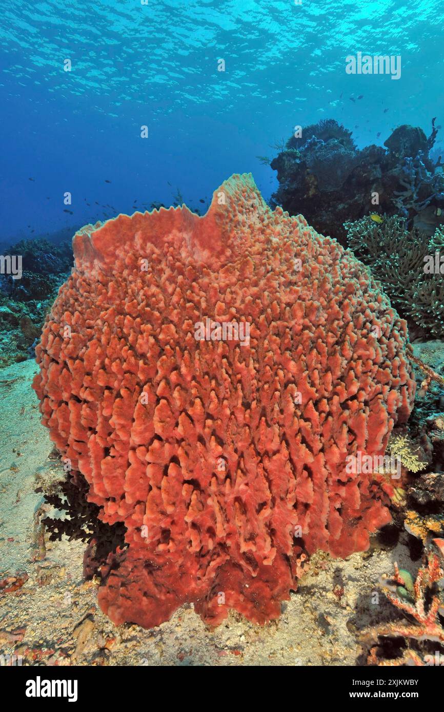 Red giant barrel sponge (Xestospongia muta) Vase sponge grows in ...