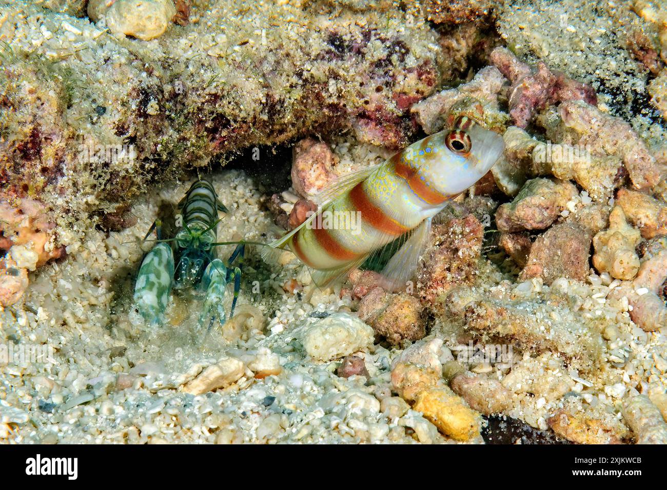 Symbiosis symbiotic behaviour of masked shrimpgoby (Amblyeleotris ...
