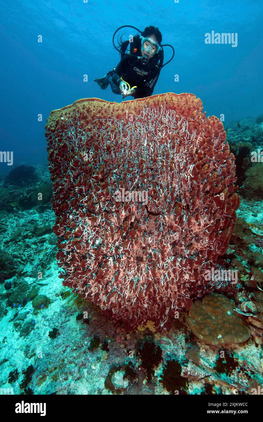 Diver looking at illuminated giant barrel sponge (Xestospongia muta ...