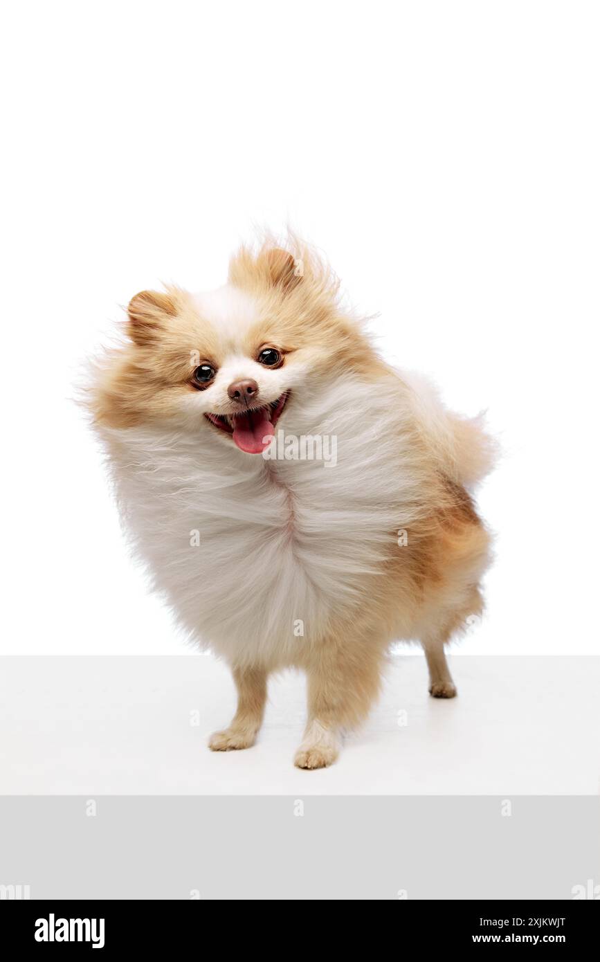 Happy Pomeranian dog with white and tan coat stands with its tongue out ...