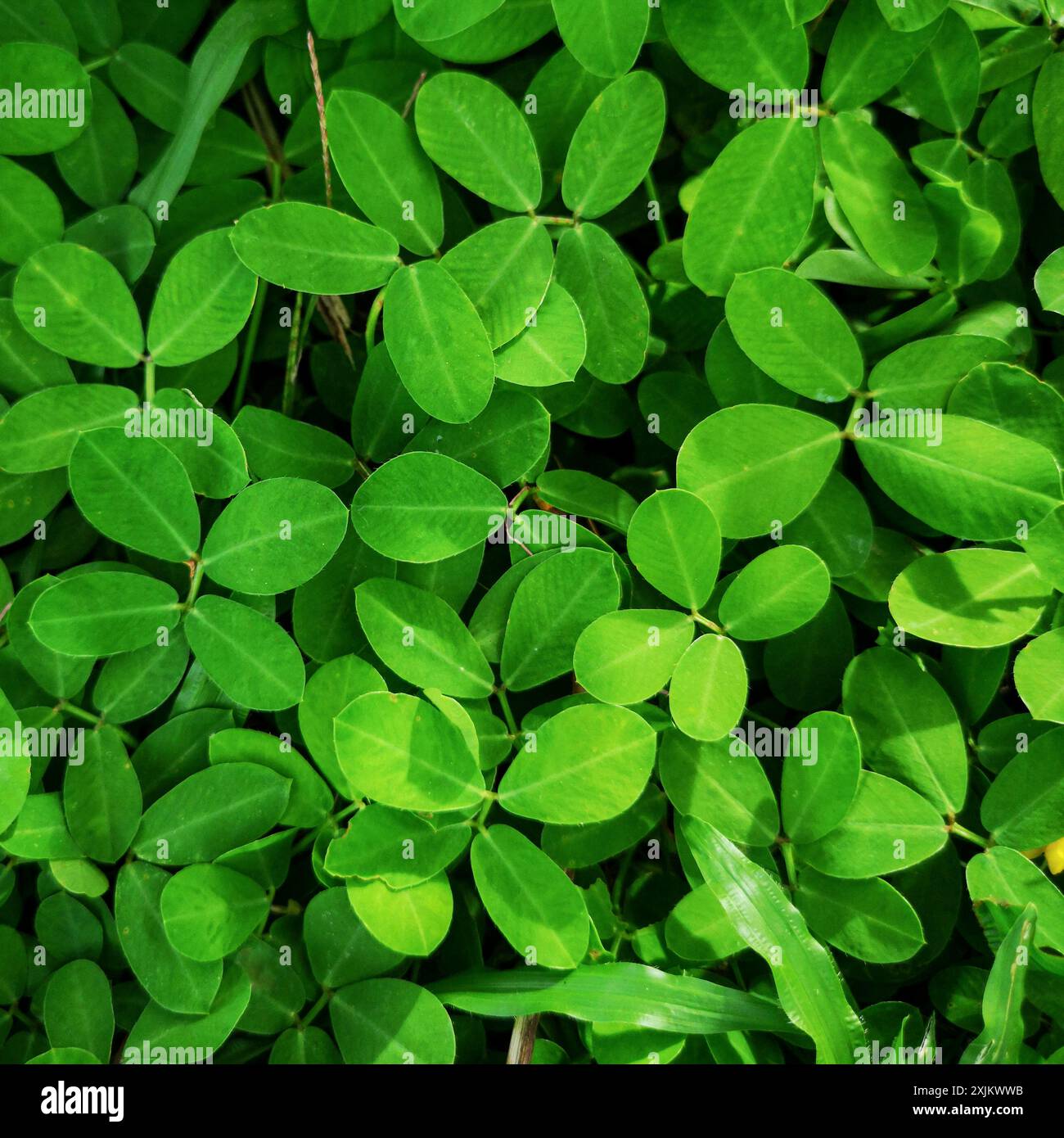 Planta trebol hi-res stock photography and images - Alamy