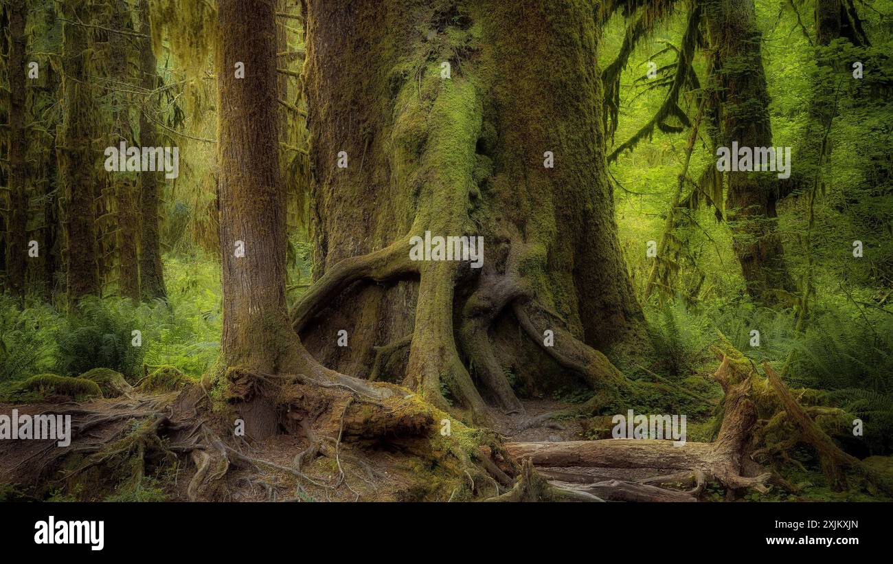 USA, Oregon, Hoh Rain Forset, Olympic National Park, Hoh Rain Forest, Oregon, USA Stock Photo ...