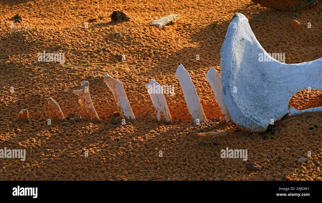 Camel bone hi-res stock photography and images - Alamy