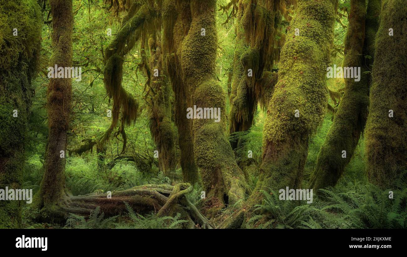 USA, Oregon, Hoh Rain Forset, Olympic National Park, Hoh Rain Forest ...