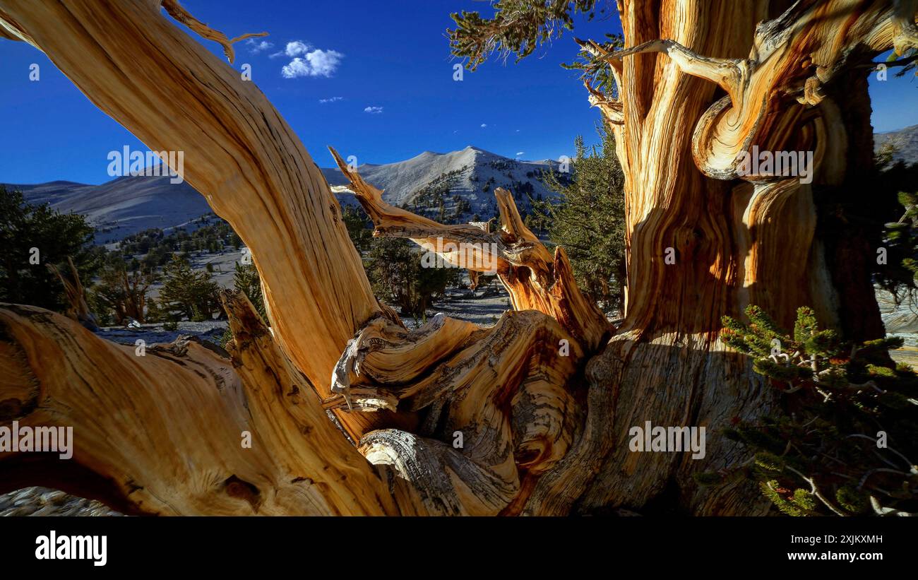 USA, California, a dead tree in the Ancient Bristlecone Pine Forest ...