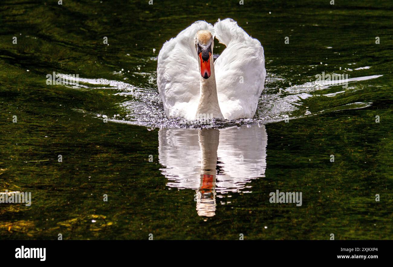 Swan chasing duck hi-res stock photography and images - Alamy