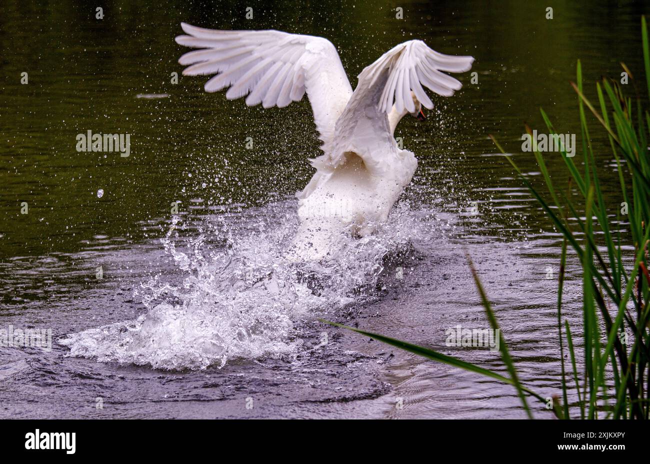 Swan chasing juvenile mallard duck hi-res stock photography and images ...