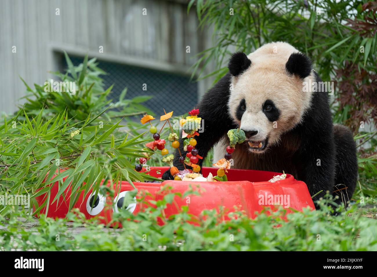 Chengdu. 19th July, 2024. Giant panda Bai Ji enjoys a birthday treat at ...