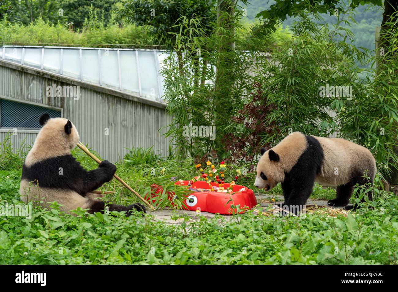 Chengdu. 19th July, 2024. Giant panda Bai Ji (L) and Sheng Lan enjoy a birthday treat at the ...
