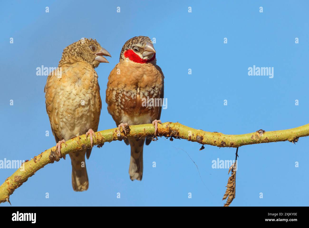 Cut-throat finch (Amadina fasciata), pair, perch, male and female, Road ...