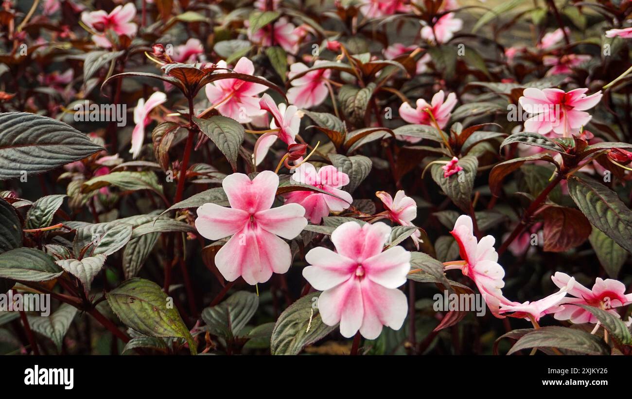 The pink flower, Impatiens walleriana, also known as busy Lizzie, is a ...