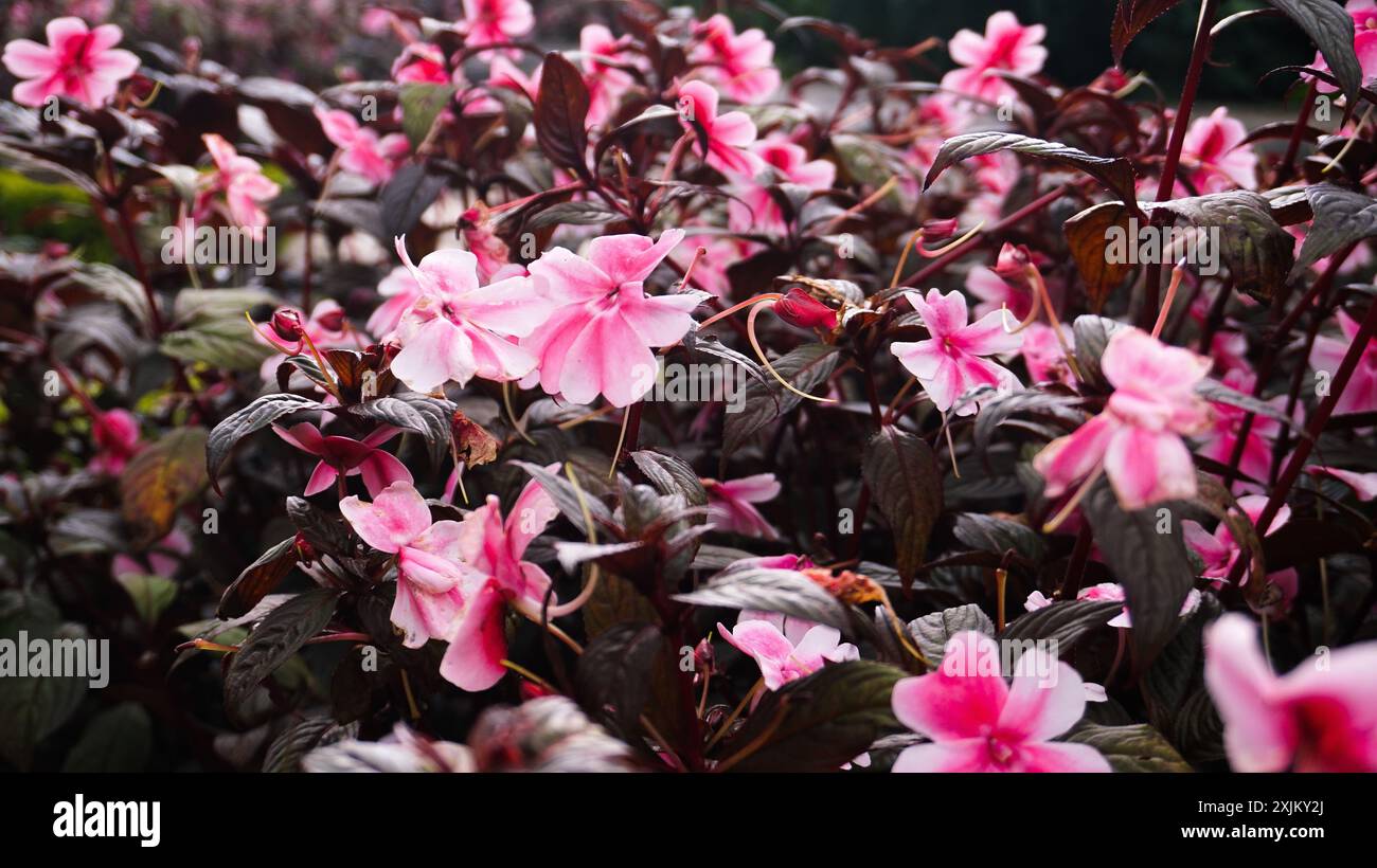 The pink flower, Impatiens walleriana, also known as busy Lizzie, is a ...