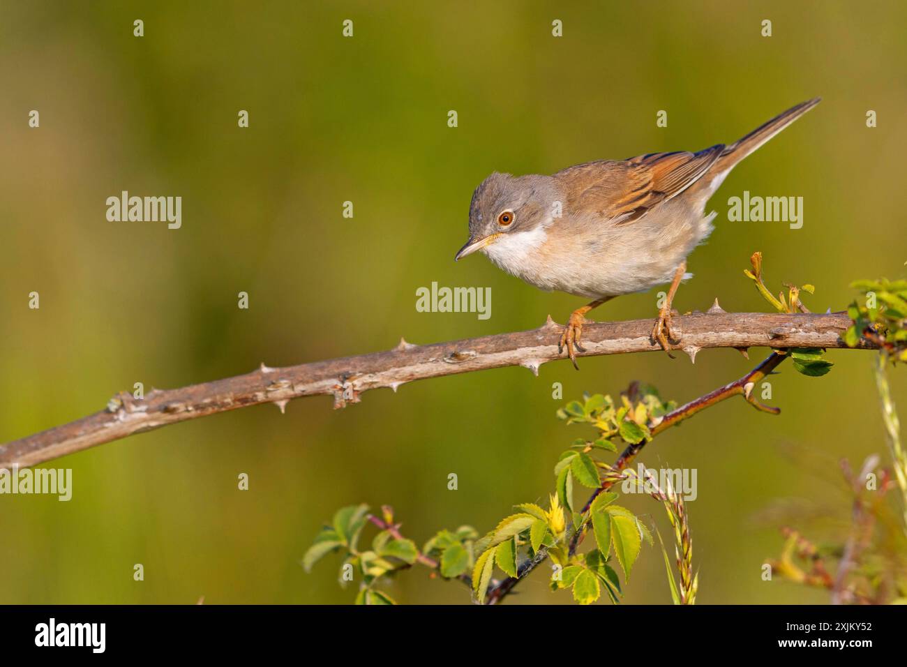 Whitethroat, common whitethroat (Sylvia communis), Fauvette grisette, Curruca Zarcera, songbird ...