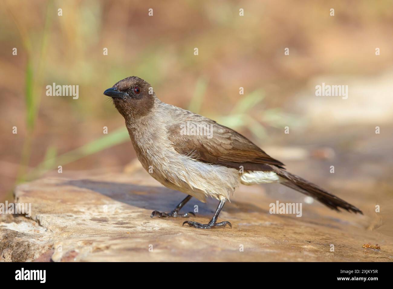 Common bulbul (Pycnonotus barbatus), Garden Bulbul, Bulbul des jardins ...