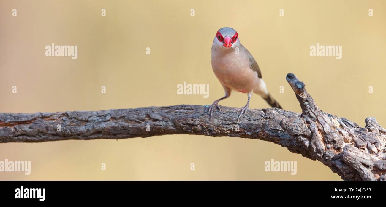 Black-rumped waxbill (Estrilda troglodytes), Grey Astrilda, family of ...
