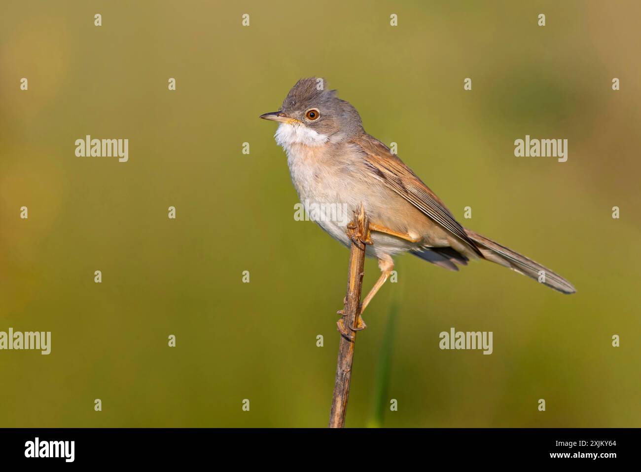 Whitethroat, common whitethroat (Sylvia communis), Fauvette grisette ...