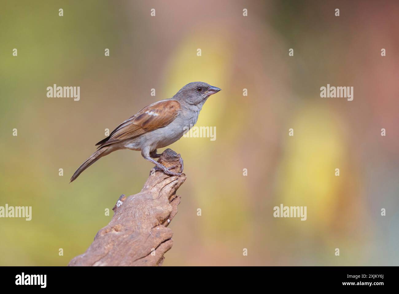 Grey-headed Sparrow, Passer griseus, Northern Grey-headed Sparrow ...