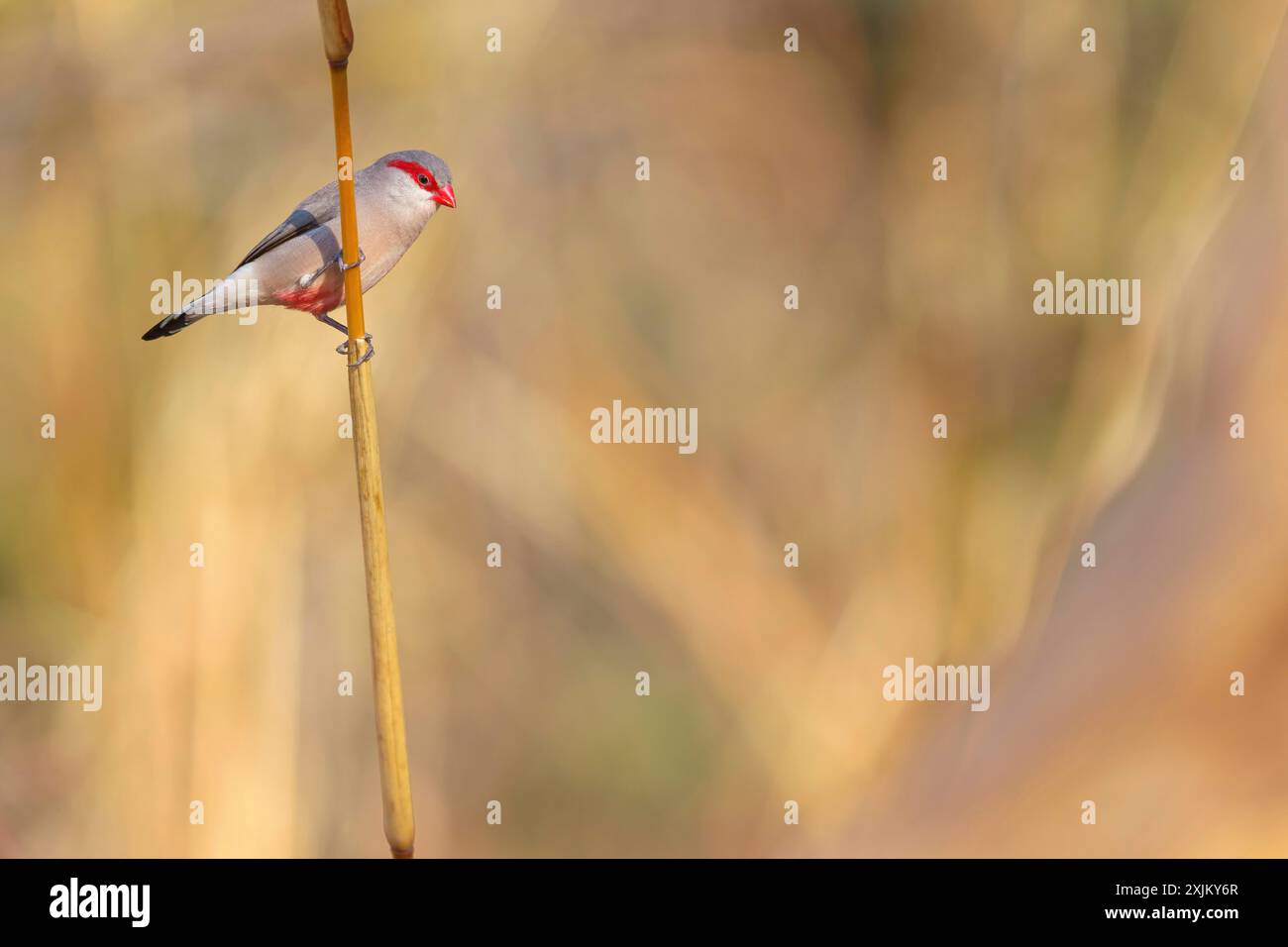 Black-rumped waxbill (Estrilda troglodytes), Grey Astrilda, family of ...
