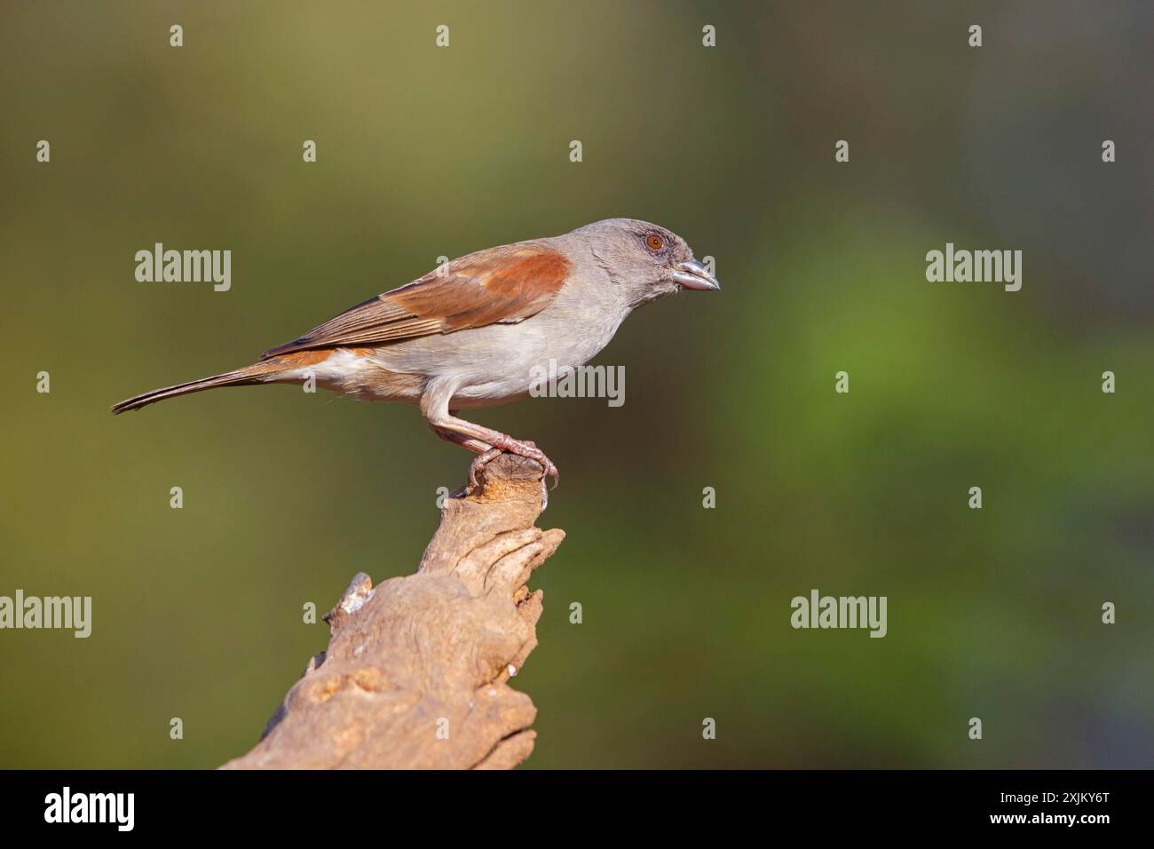 Grey-headed Sparrow, Passer griseus, Northern Grey-headed Sparrow ...