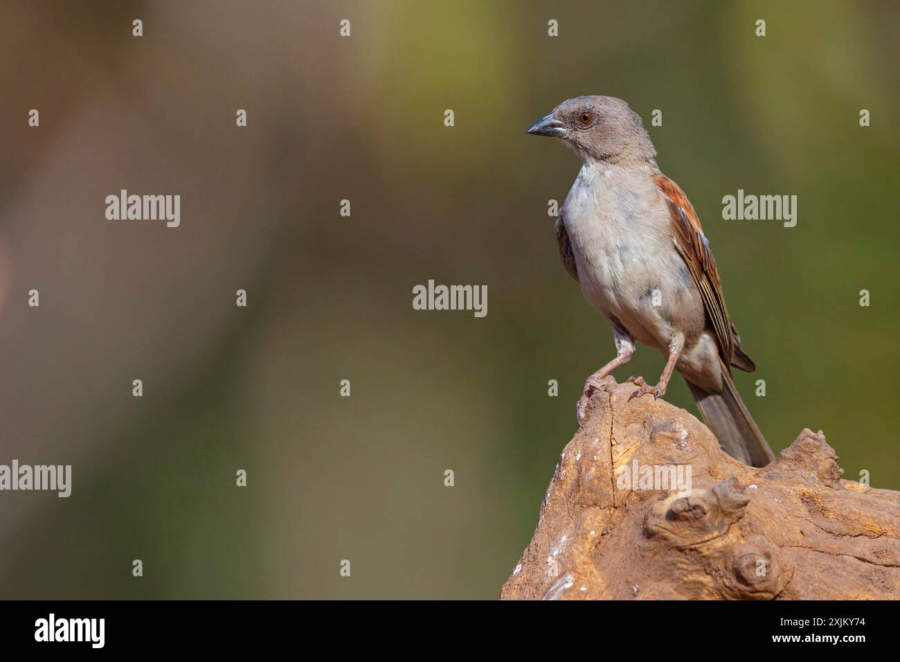 Northern grey-headed sparrow (Passer griseus), Northern Grey-headed ...