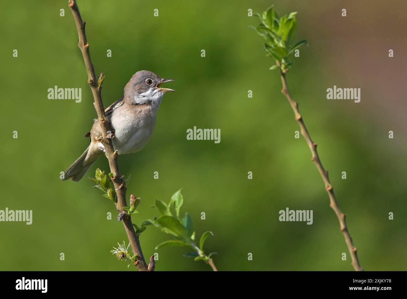 Whitethroat, common whitethroat (Sylvia communis), Fauvette grisette, Curruca Zarcera, songbird ...