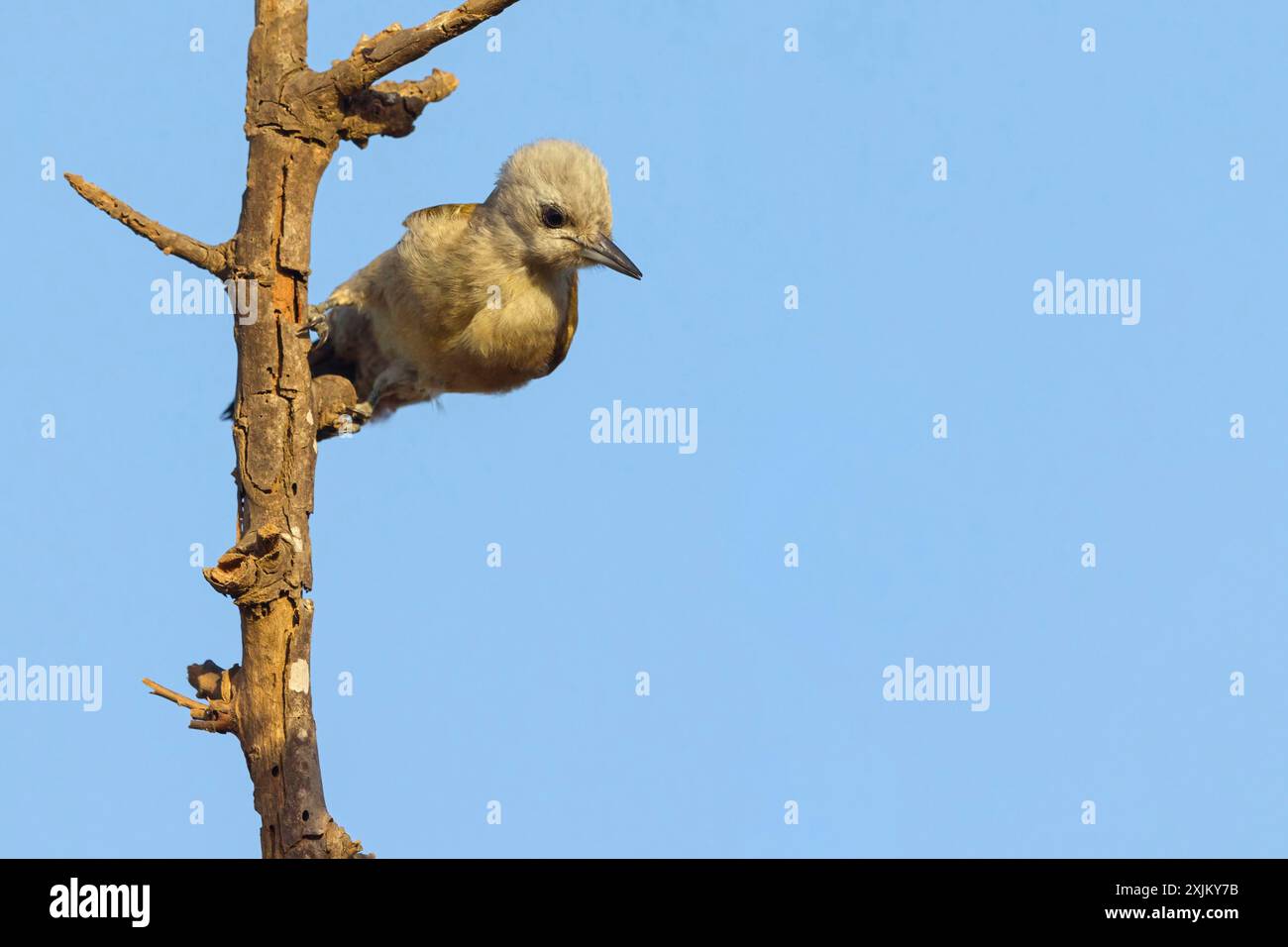 Grey-breasted Woodpecker, Dendropicos goertae, Chloropicus goertae ...