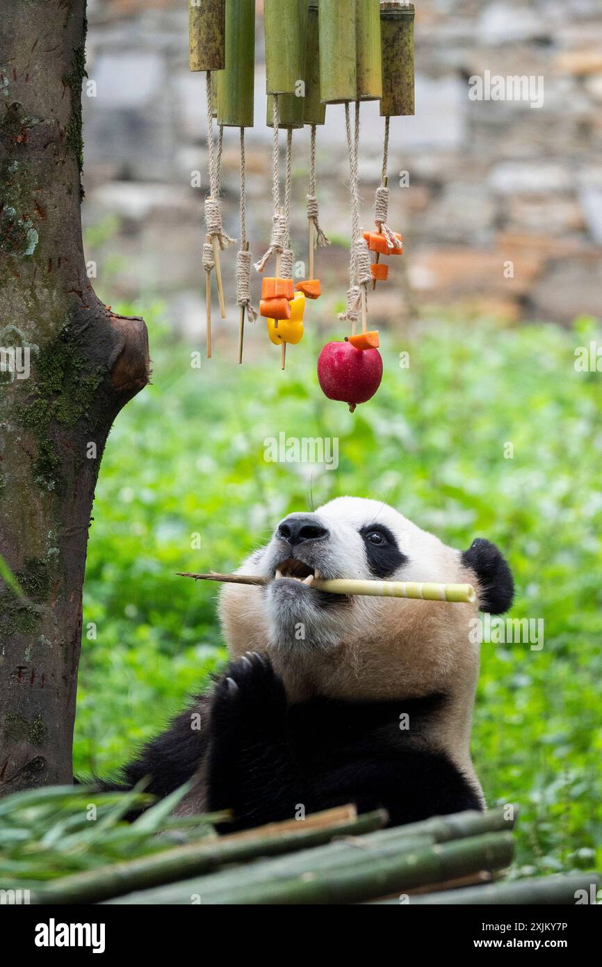 Chengdu. 19th July, 2024. Giant panda Fu Bao is pictured at the ...