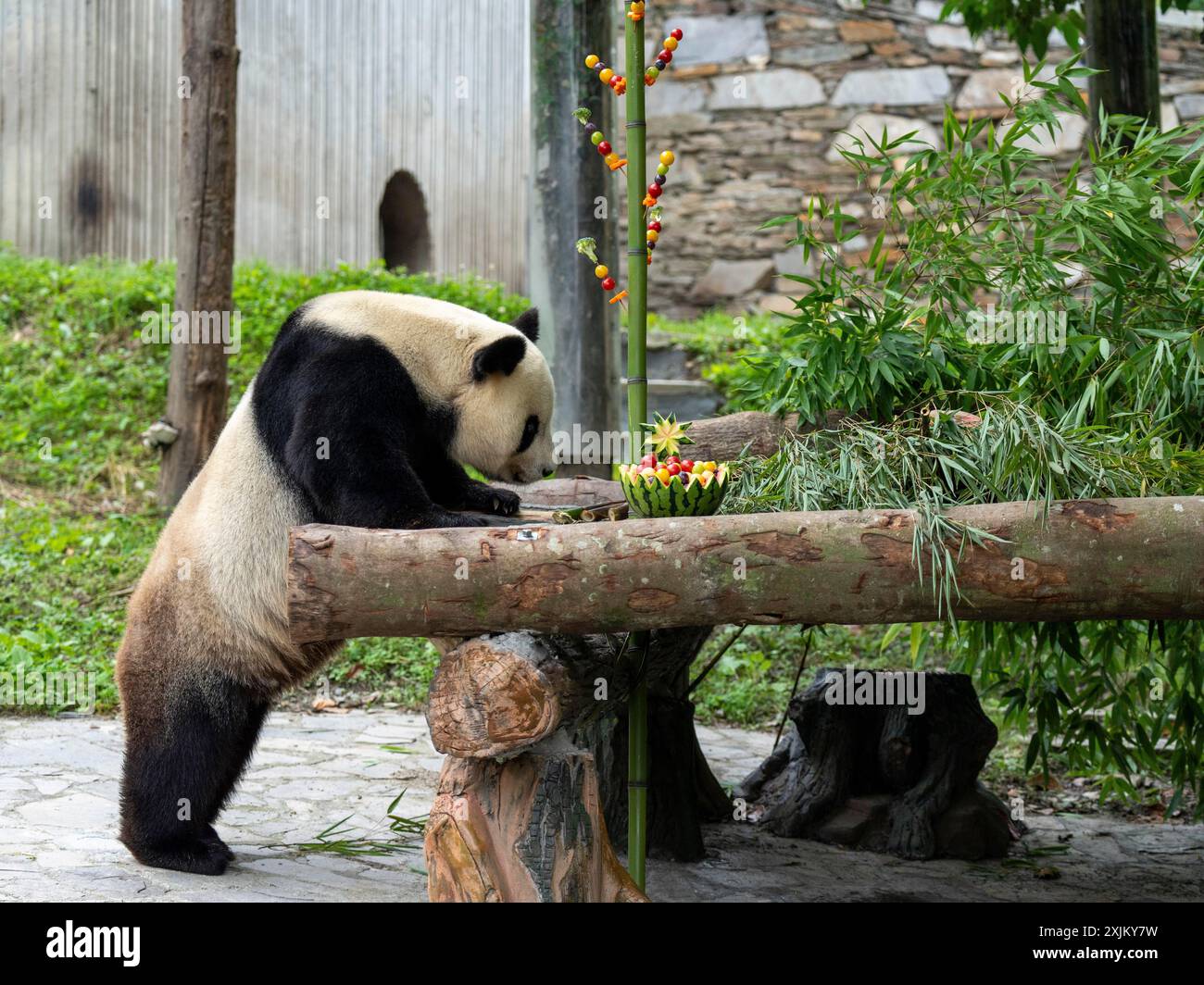 Chengdu. 19th July, 2024. Giant panda Fu Bao is pictured at the ...