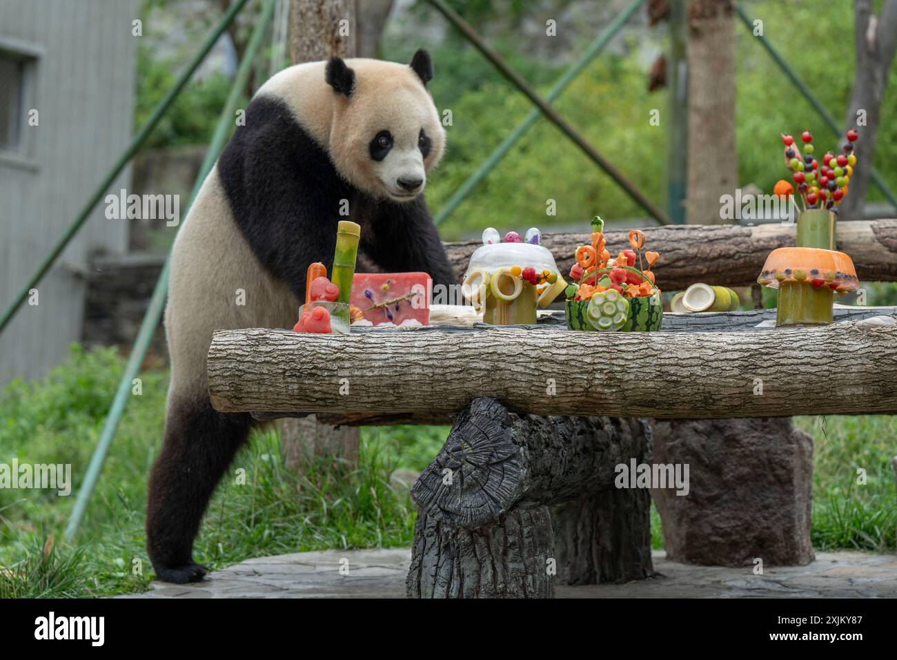 Chengdu. 19th July, 2024. Giant panda Xiao Qi Ji is pictured at the ...