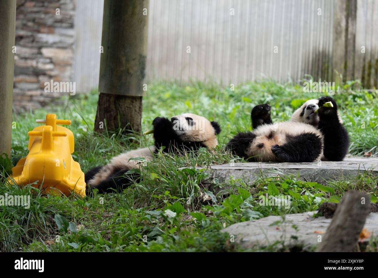 Chengdu. 19th July, 2024. Giant panda cubs eat bamboos at the ...