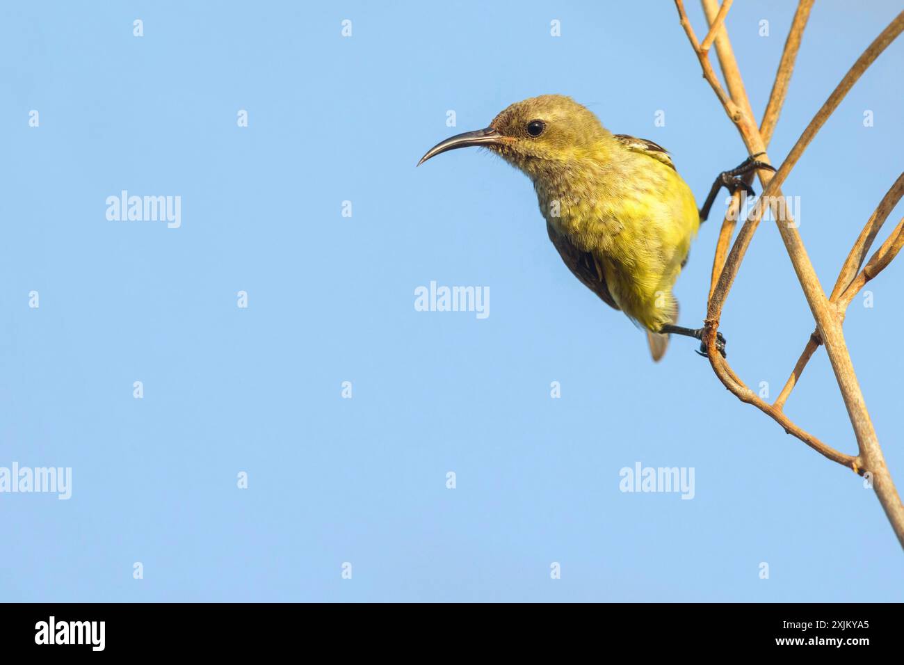 Green-breasted Sunbird, Green-throated Sunbird, Hedydipna platura ...
