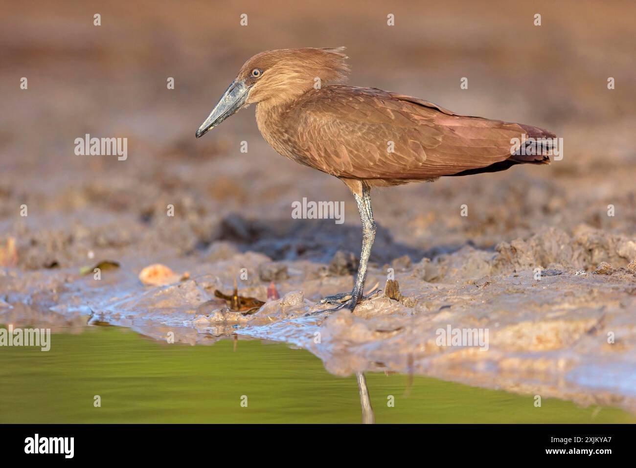 Hammerhead, Hammerhead, Hamerkop, (Scopus umbretta), Ombrette africaine ...
