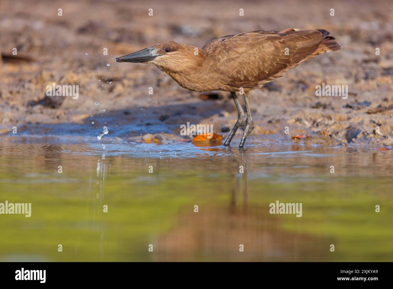 Hammerhead, Hammerhead, Hamerkop, (Scopus umbretta), Ombrette africaine ...