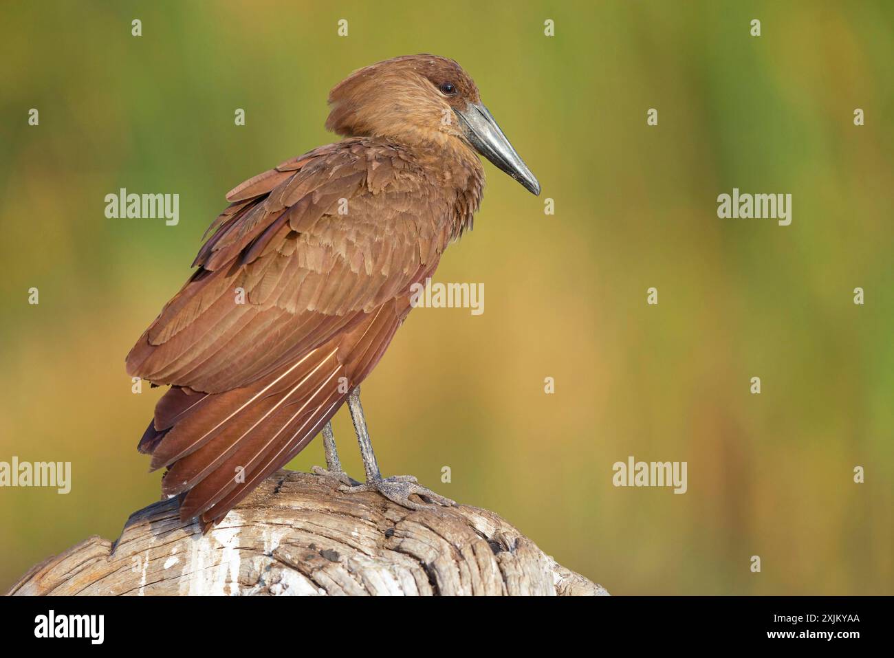 Hammerhead, Hammerhead, Hamerkop, (Scopus umbretta), Ombrette africaine ...
