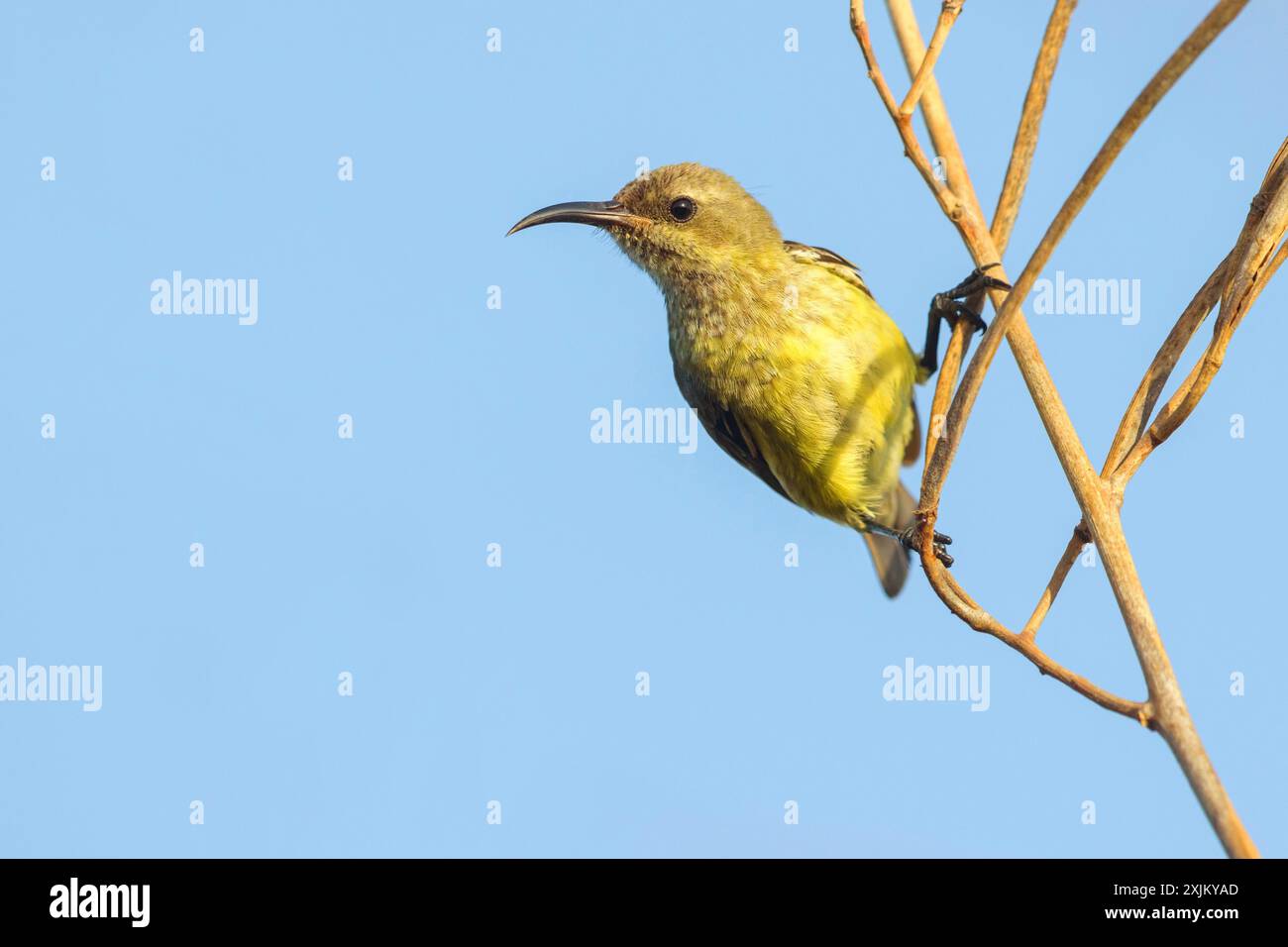 Green-breasted Sunbird, Green-throated Sunbird, Hedydipna platura ...