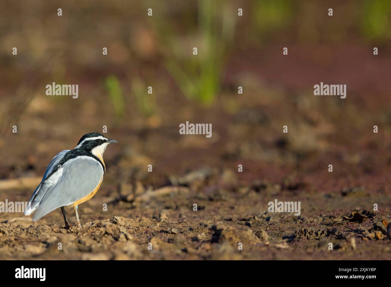 Crocodile-bird, (Pluvianus aegytpticus), Crocodile-bird, Egyptian ...