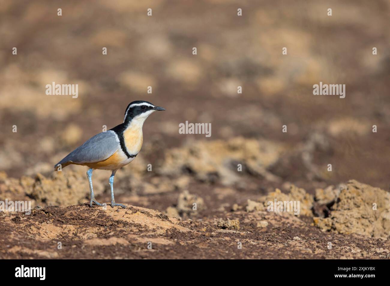 Crocodile-bird, (Pluvianus aegytpticus), Crocodile-bird, Egyptian ...