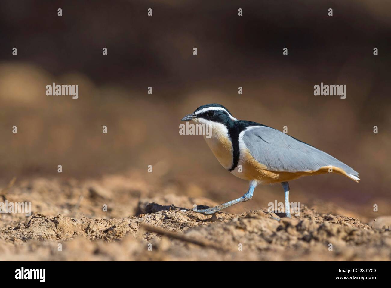 Pluvial bird hi-res stock photography and images - Alamy