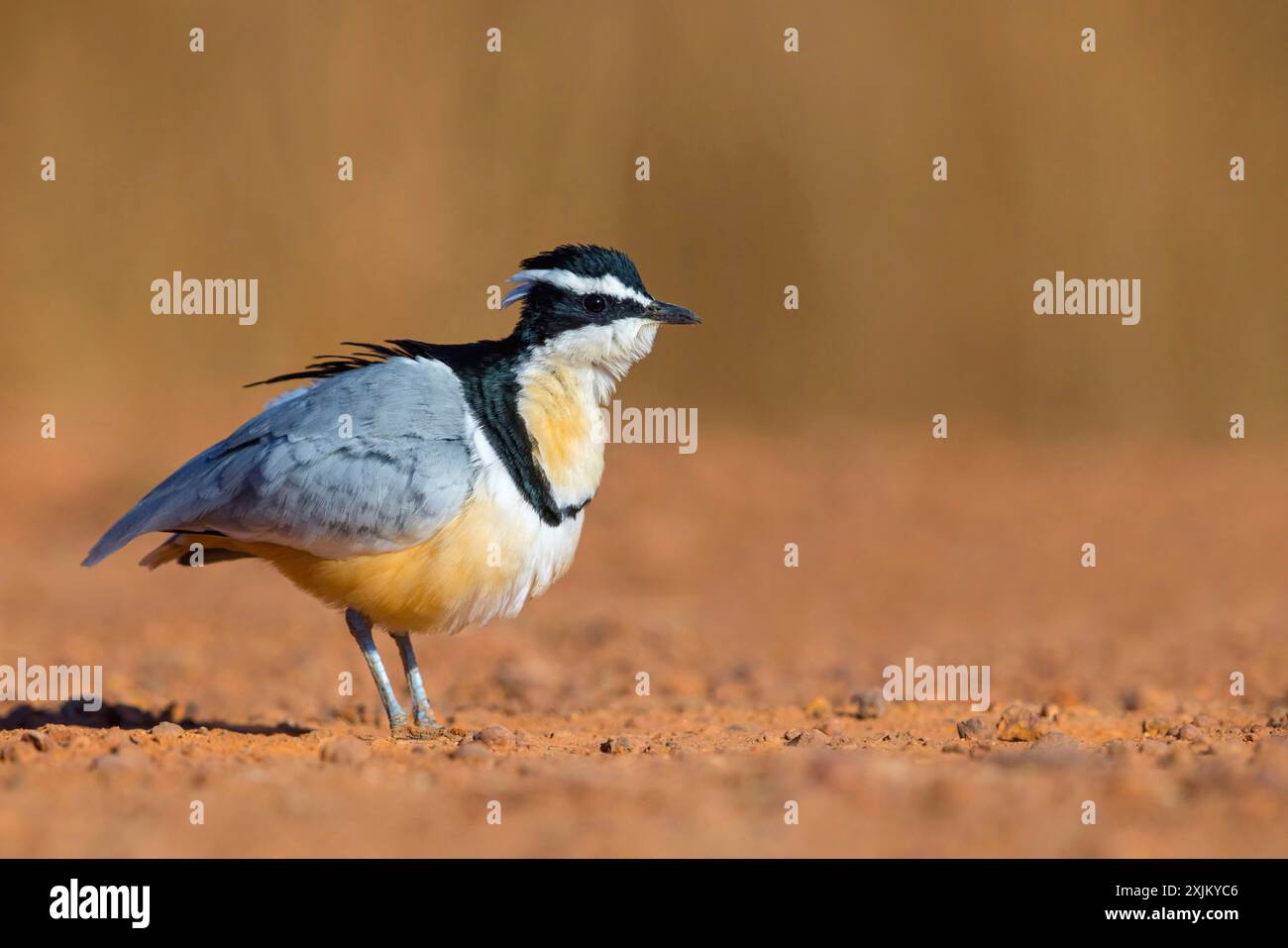 Pluvial bird hi-res stock photography and images - Alamy