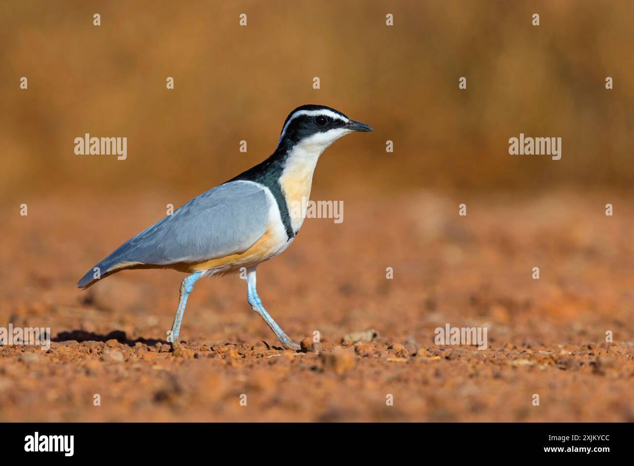 Crocodile-bird, (Pluvianus aegytpticus), Crocodile-bird, Egyptian ...