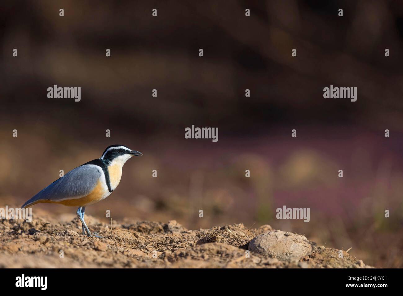 Crocodile-bird, (Pluvianus aegytpticus), Crocodile-bird, Egyptian ...