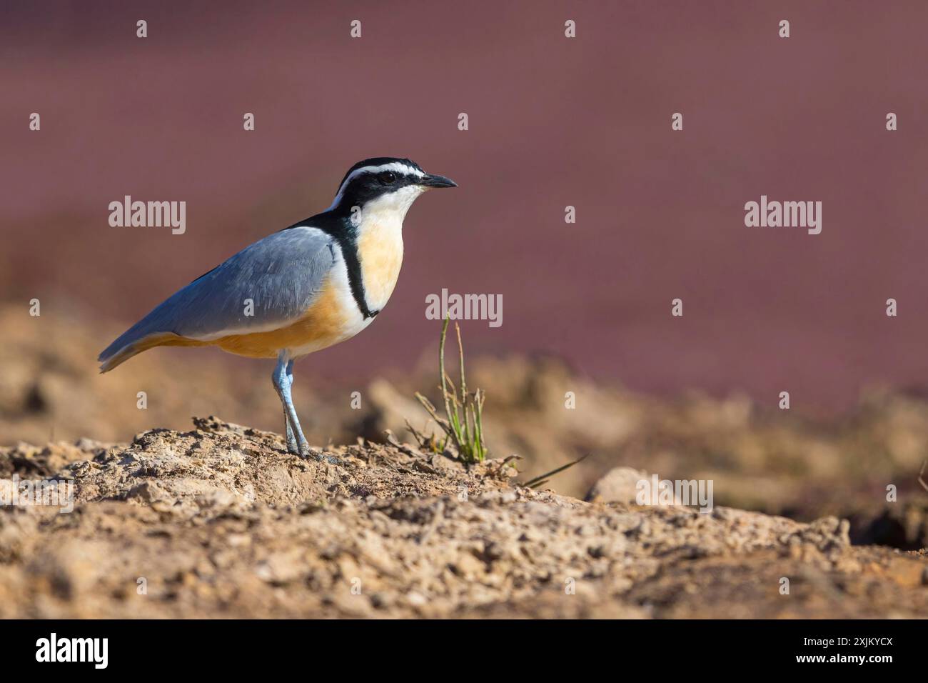 Crocodile-bird, (Pluvianus aegytpticus), Crocodile-bird, Egyptian ...