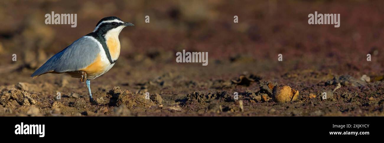 Crocodile-bird, (Pluvianus aegytpticus), Crocodile-bird, Egyptian ...
