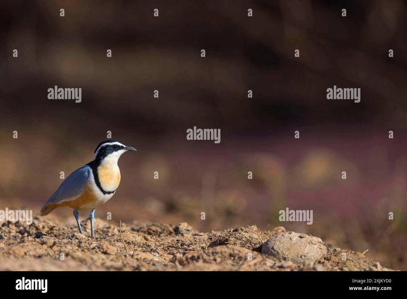 Crocodile-bird, (Pluvianus aegytpticus), Crocodile-bird, Egyptian ...