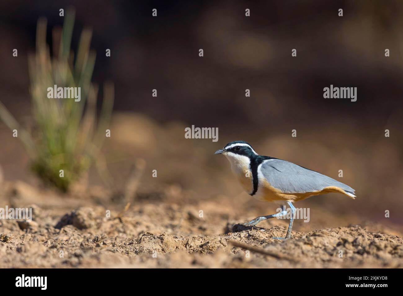 Crocodile-bird, (Pluvianus aegytpticus), Crocodile-bird, Egyptian ...