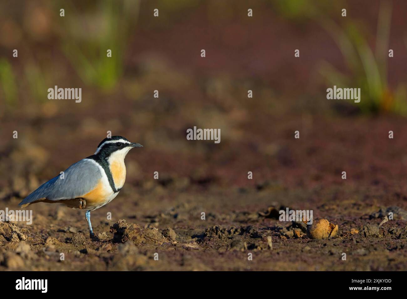 Crocodile-bird, (Pluvianus aegytpticus), Crocodile-bird, Egyptian ...
