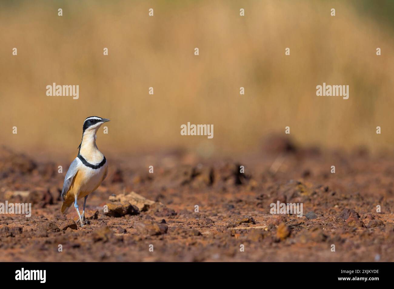 Crocodile-bird, (Pluvianus aegytpticus), Crocodile-bird, Egyptian ...
