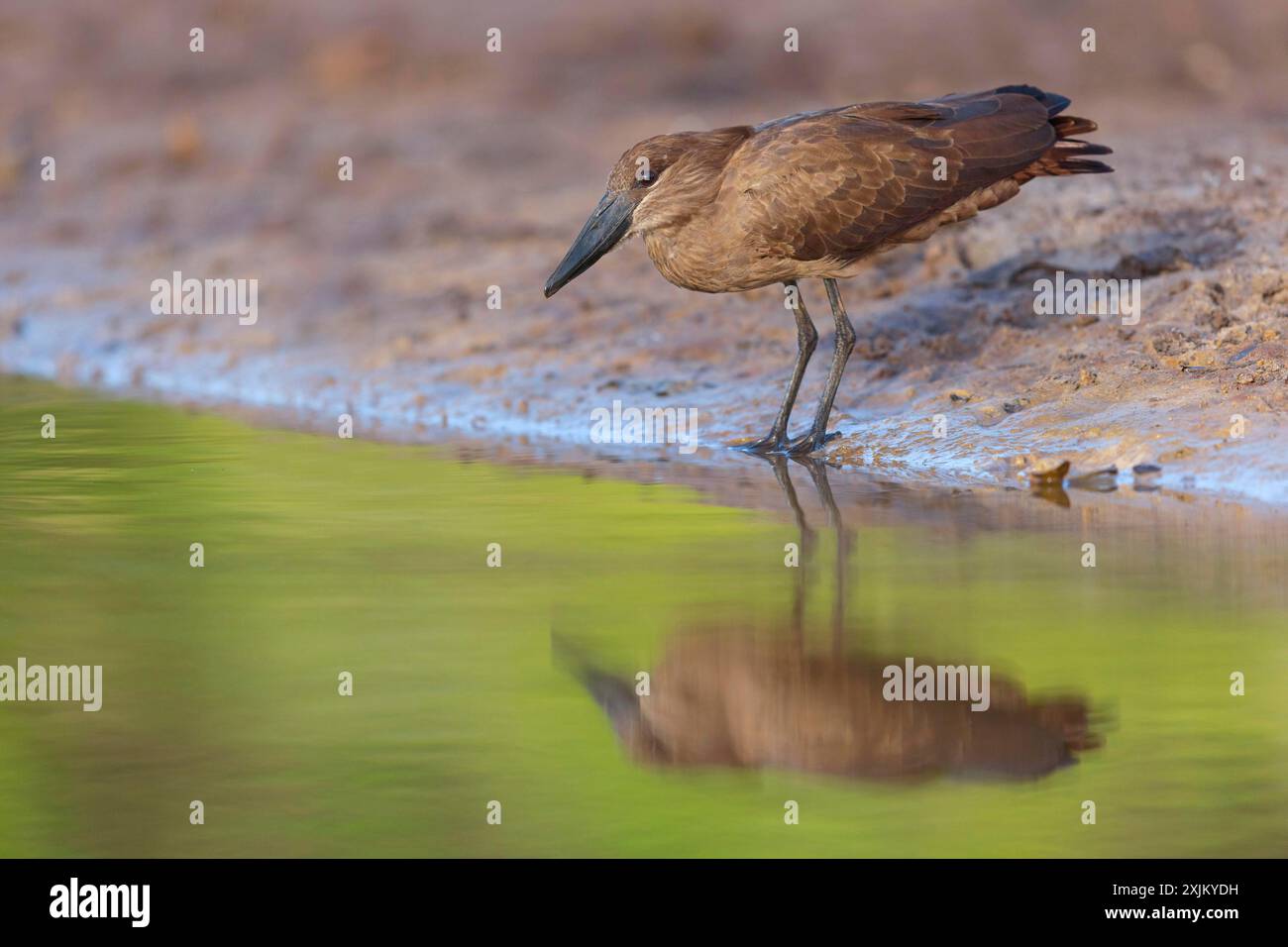 Hammerhead, Hammerhead, Hamerkop, (Scopus umbretta), Ombrette africaine ...