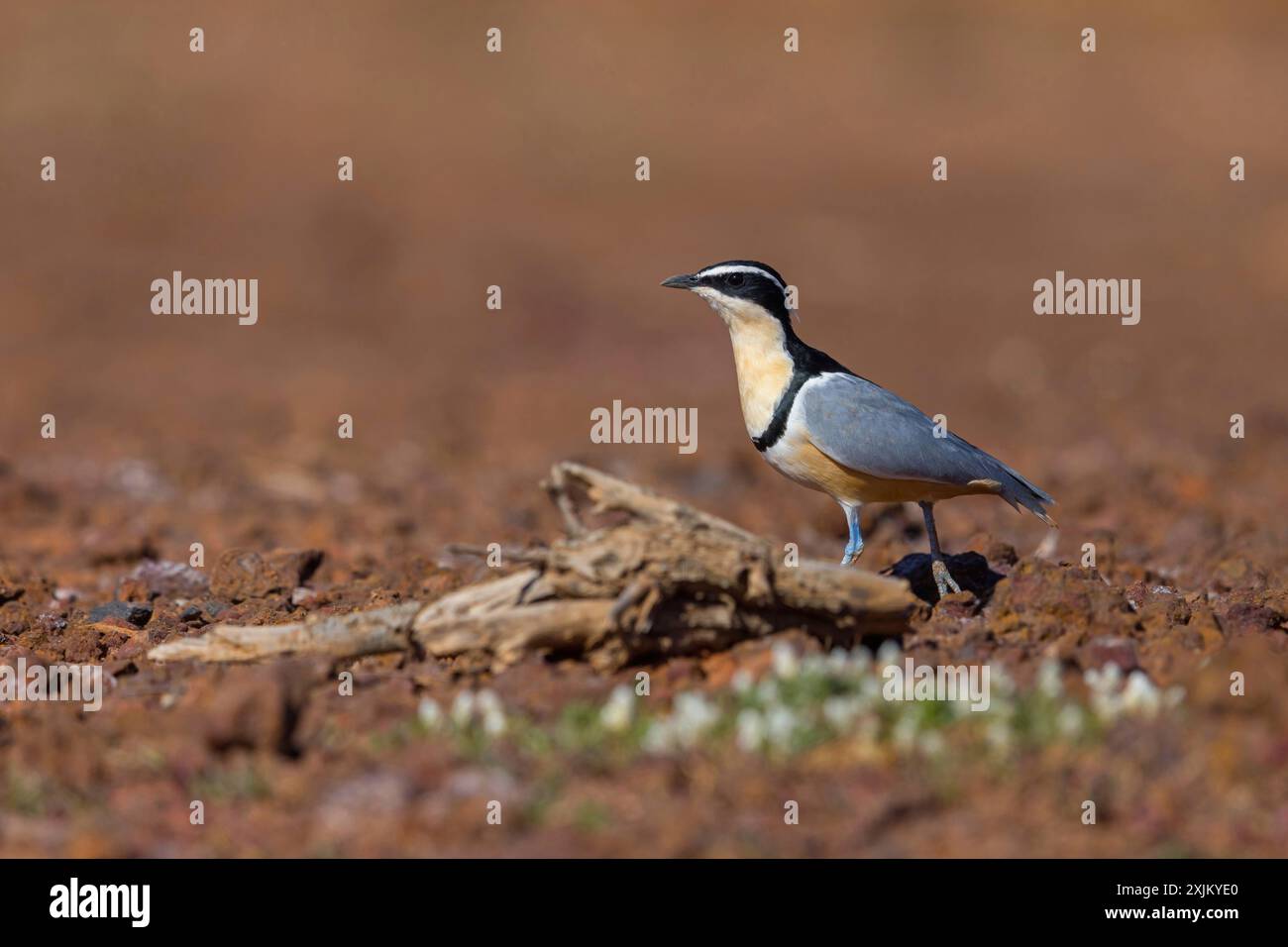 Crocodile-bird, (Pluvianus aegytpticus), Crocodile-bird, Egyptian ...